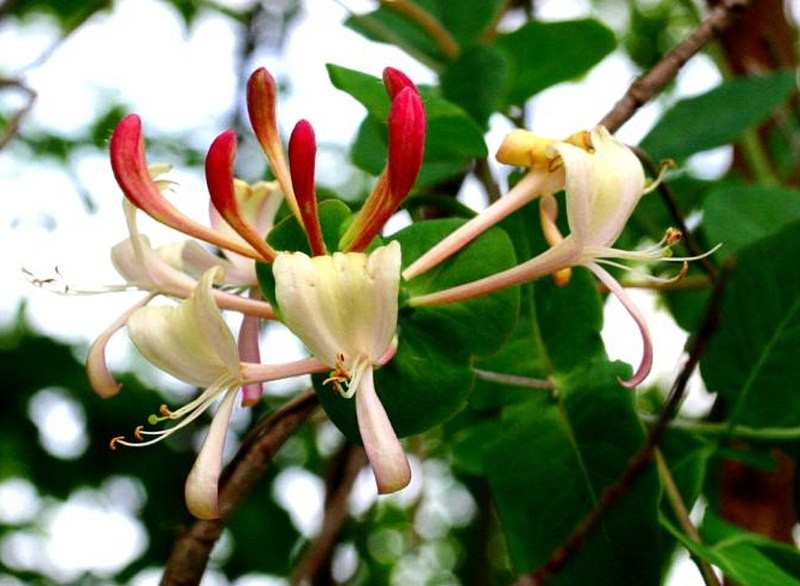 Lonicera caprifolium - PictureThis