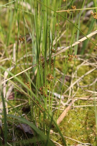 Jonc filiforme (Juncus filiformis) - PictureThis