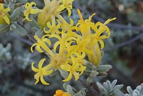 Bluebush (Pteronia incana) Flower, Leaf, Care, Uses - PictureThis