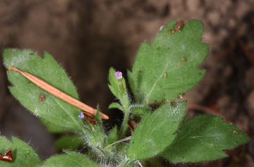 Collomia heterophylla - PictureThis