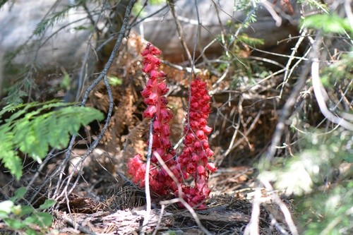 Саркодес (Sarcodes sanguinea) - PictureThis