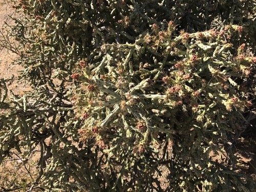 Choya arbusto (Cylindropuntia arbuscula) - PictureThis