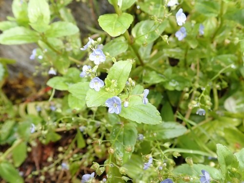 American Speedwell (Veronica americana) Flower, Leaf, Care, Uses ...