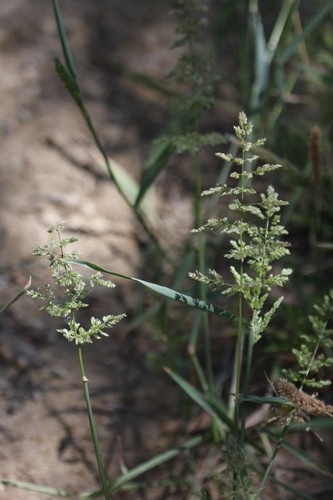 Beardless rabbit's-foot grass (Polypogon viridis) Flower, Leaf, Care ...