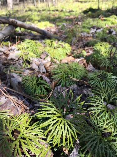 Ground Cedar Club Moss