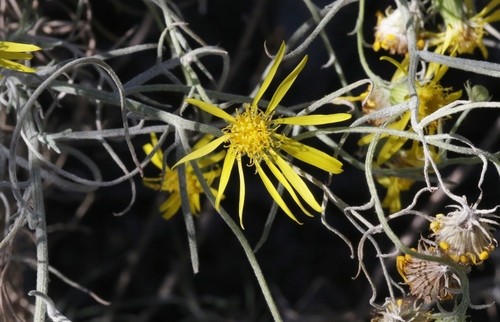 Threadleaf ragwort (Senecio flaccidus) Flower, Leaf, Care, Uses ...