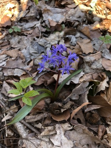 How to Plant and Grow Alpine squill(Scilla bifolia)