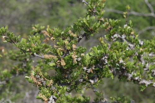 Blackbrush acacia (Vachellia rigidula) Flower, Leaf, Care, Uses ...