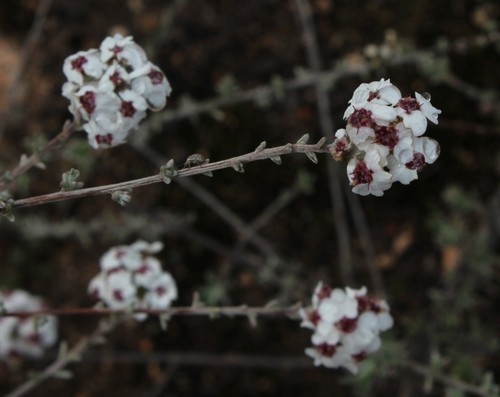 Eriocephalus africanus - PictureThis