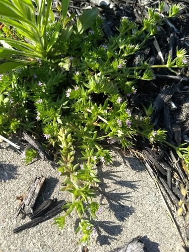 Blue field-madder (Sherardia arvensis) Flower, Leaf, Care, Uses ...