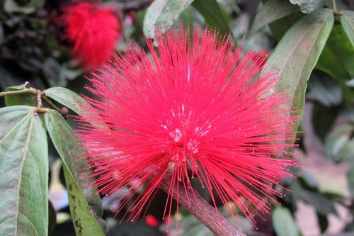Powder puff plant (Calliandra) Flower, Leaf, Care, Uses - PictureThis