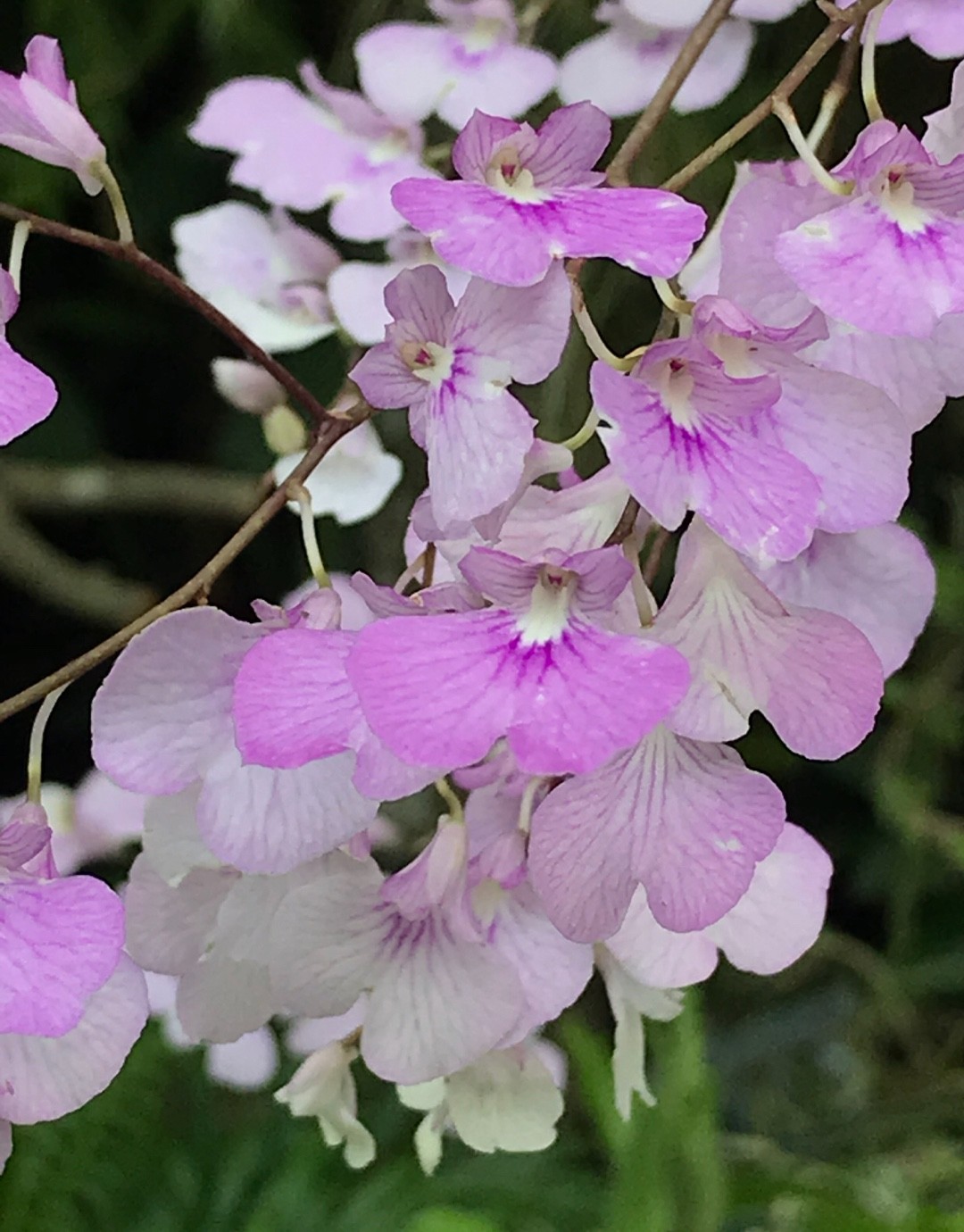 Ionopsis utricularioides Cuidados (Como Cuidar, Doenças, Podar ...