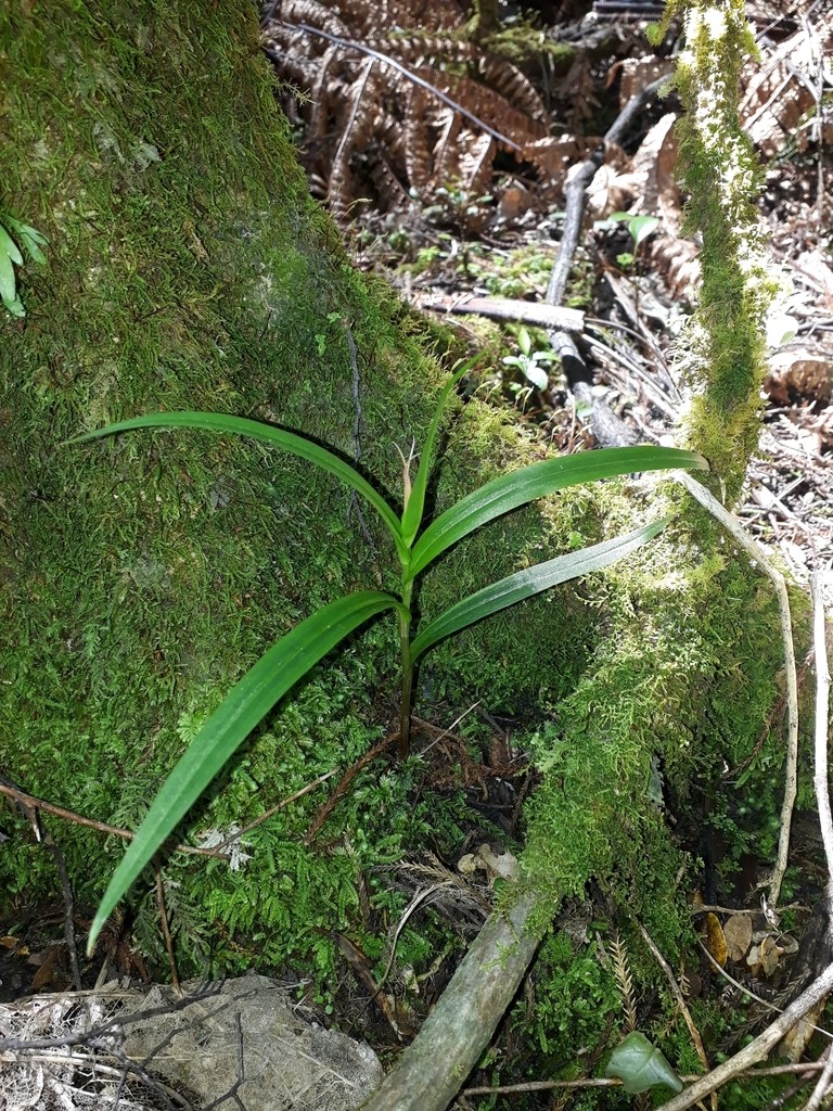 Pterostylis banksii - PictureThis