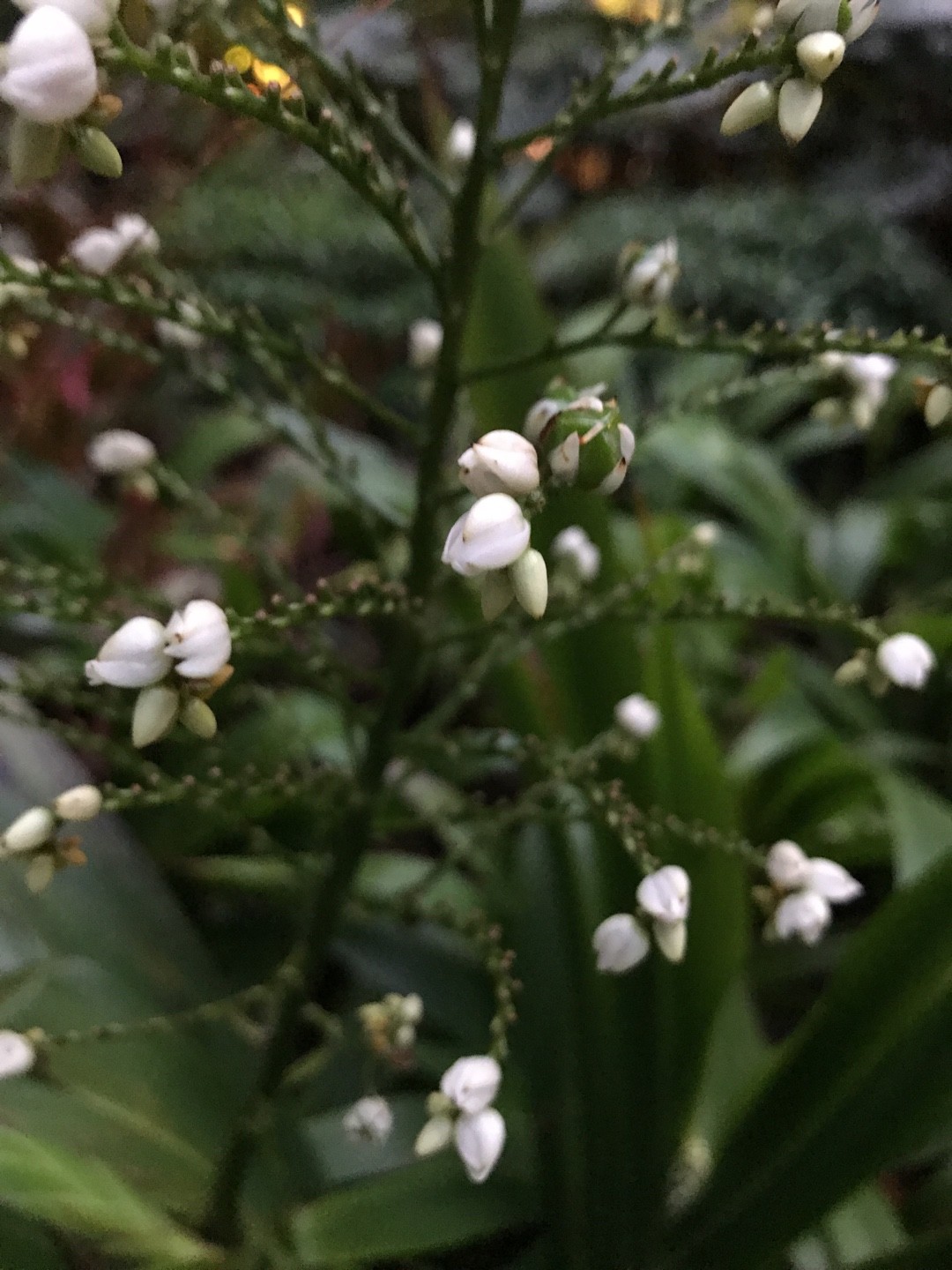 Xiphidium Flower, Leaf, Care, Uses - PictureThis