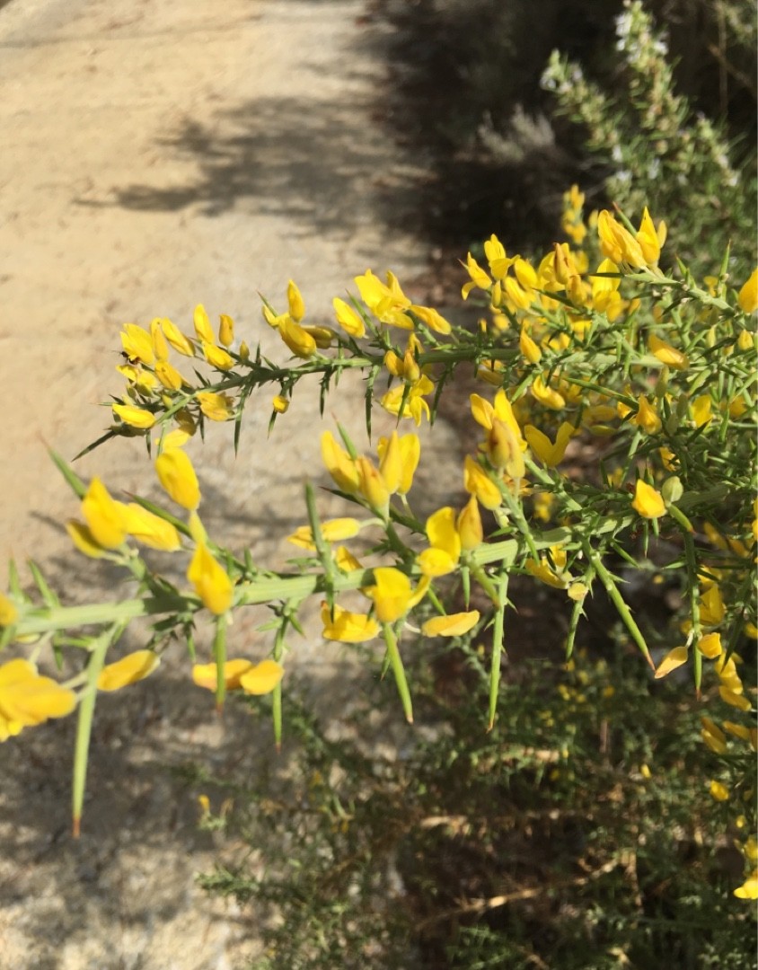 Ajonc de provence (Ulex parviflorus) - PictureThis