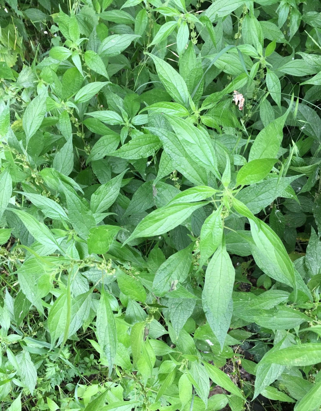 Parietaria officinalis - PictureThis