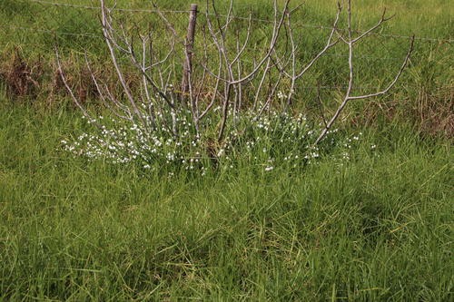 Goiabeira (Psidium guajava) - PictureThis