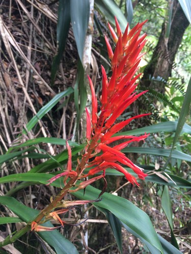 Pitcairnia flammea - PictureThis