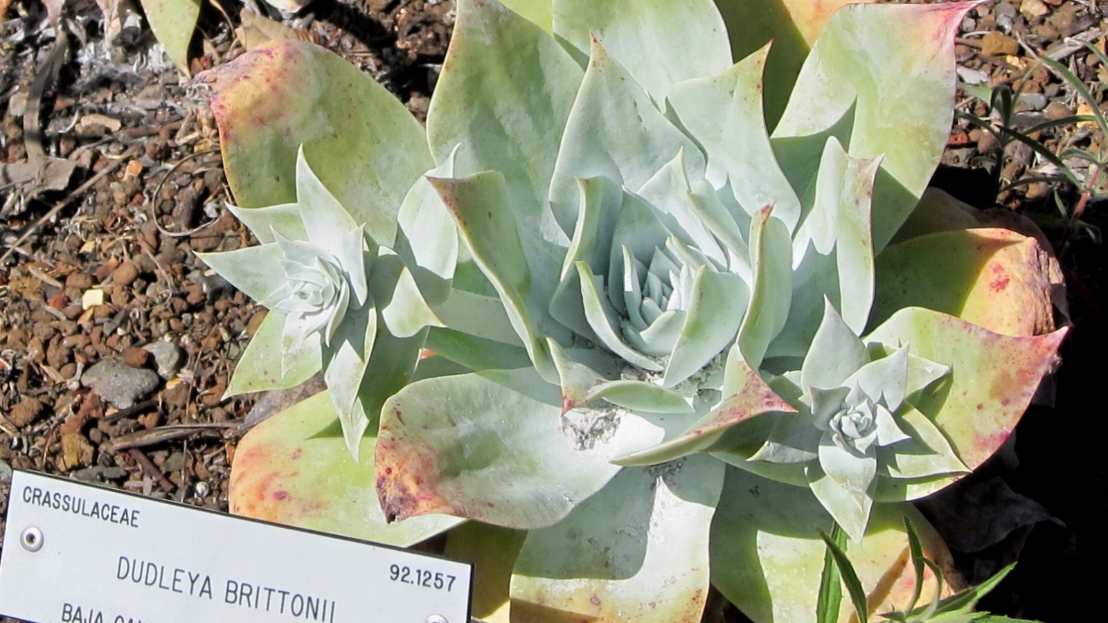 Dudleya Pulverulenta Care