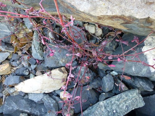 Triangle Orache (Atriplex prostrata) Flower, Leaf, Care, Uses - PictureThis