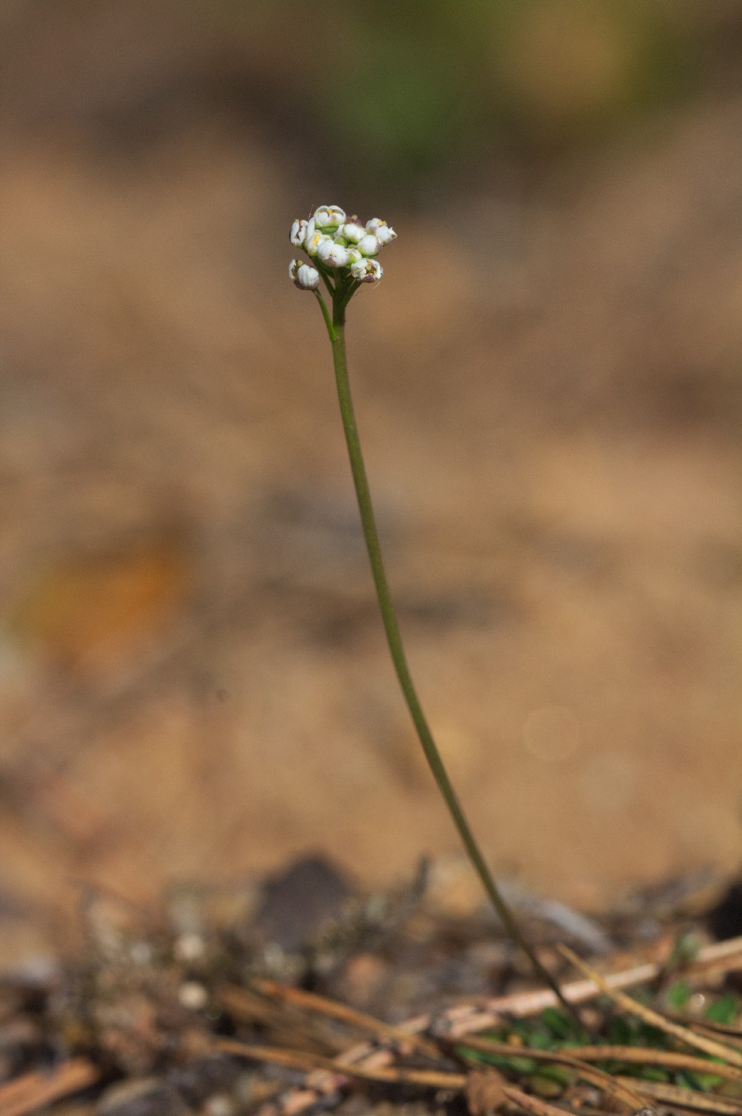 Pan y queso (Teesdalia nudicaulis) - PictureThis