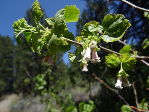 Wax Currant (Ribes cereum) Flower, Leaf, Care, Uses - PictureThis