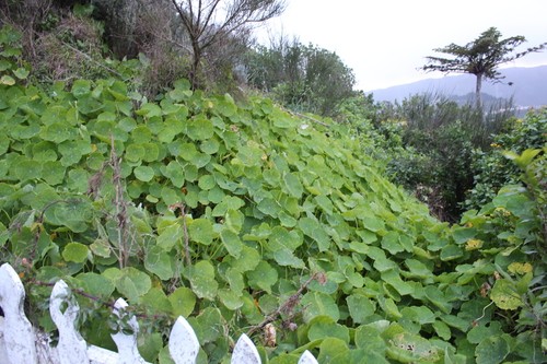 Capuchina (Tropaeolum majus) - PictureThis