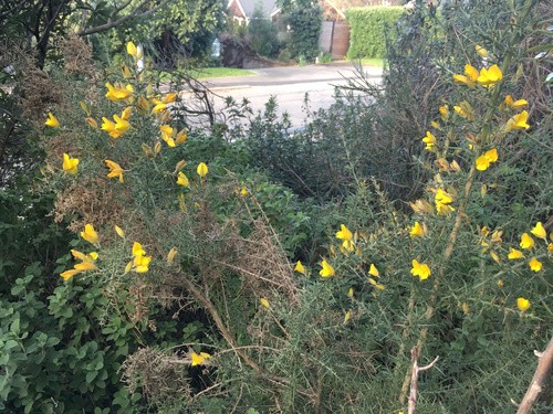 Tojo (Ulex europaeus) - PictureThis