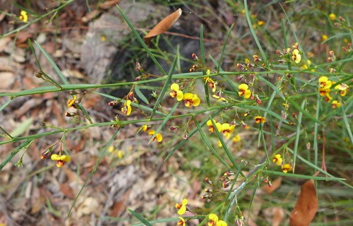 Daviesia - PictureThis