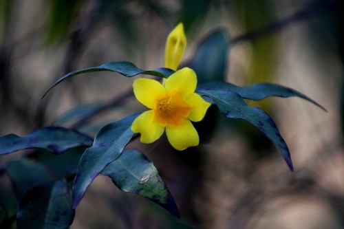 Logania (Gelsemiaceae) Flower, Leaf, Care, Uses - PictureThis