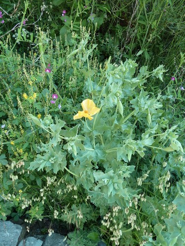 Yellow horned poppy (Glaucium flavum) Flower, Leaf, Care, Uses ...