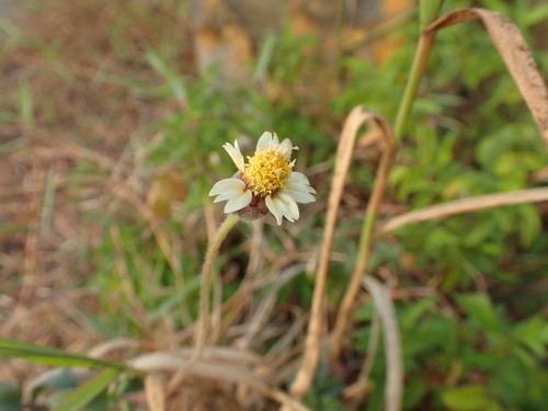 Hierba del toro (Tridax procumbens) - PictureThis