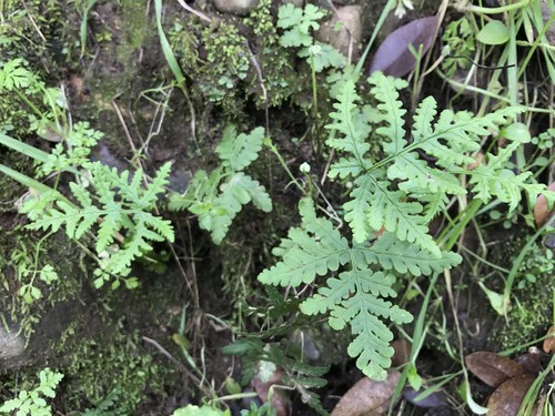 Silverback fern (Pentagramma triangularis) Flower, Leaf, Care, Uses ...