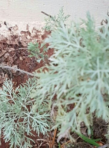 Losna-Arbustiva (Artemisia arborescens) - PictureThis