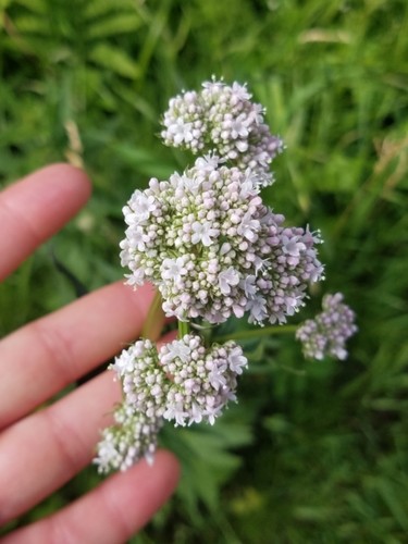 Garden valerian (Valeriana officinalis) Flower, Leaf, Care, Uses ...