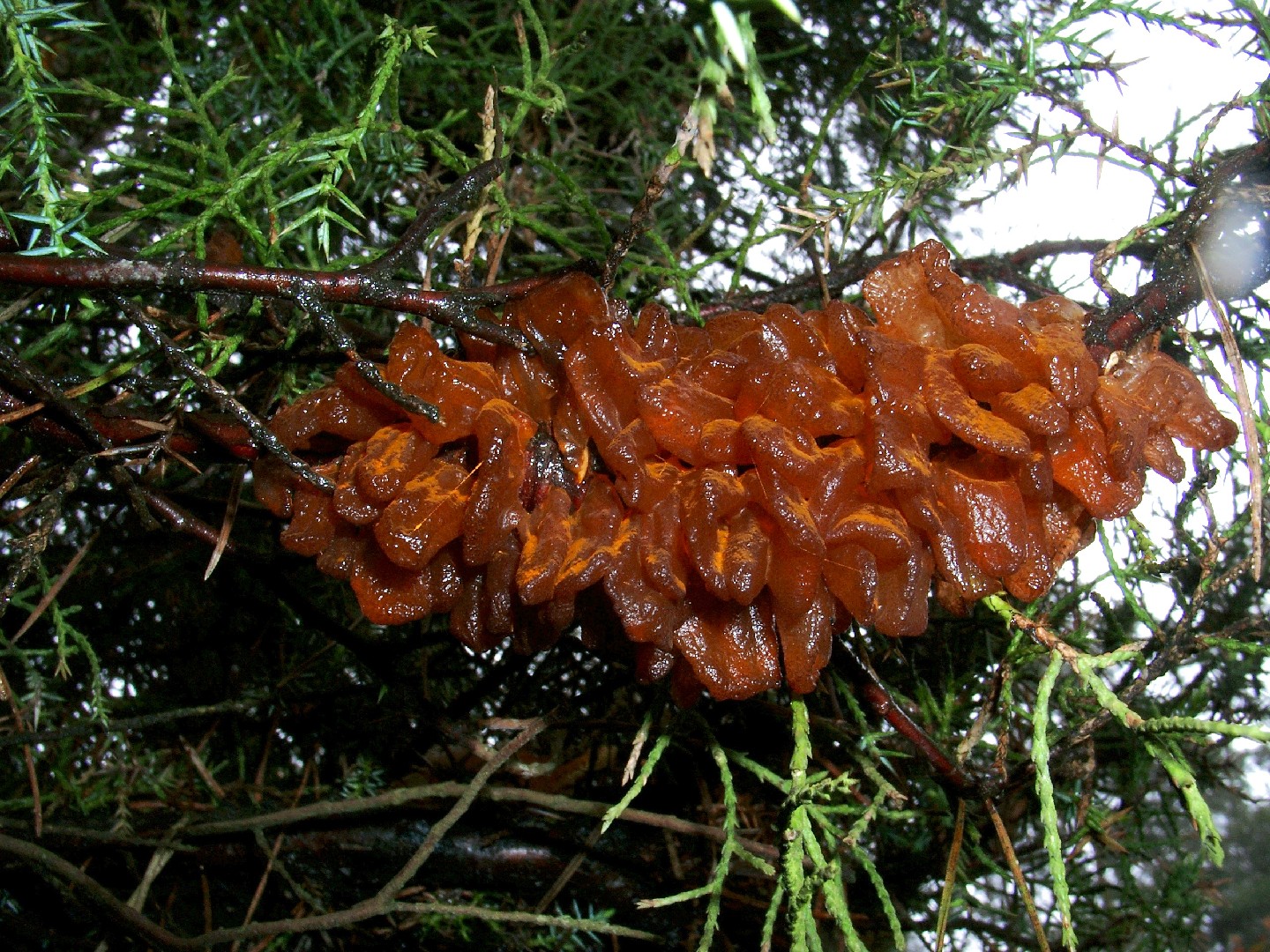 Gymnosporangium sabinae - PictureThis