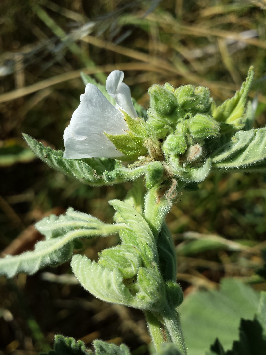 Malvavisco (Althaea officinalis) - PictureThis