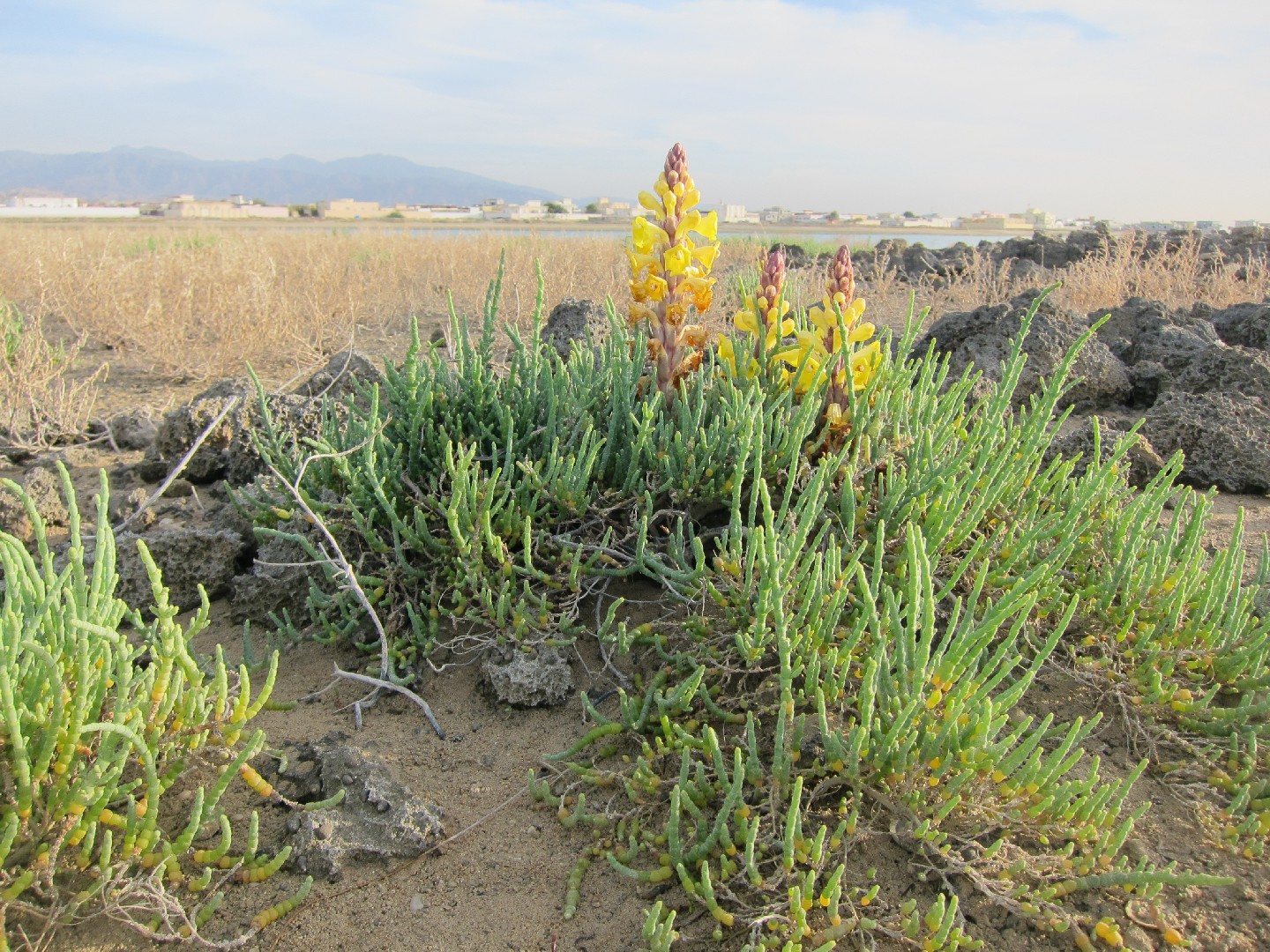 Cistanche tubulosa - PictureThis