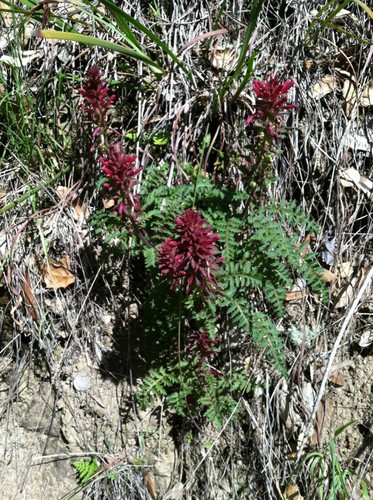 Penacho de guerrero (Pedicularis densiflora) - PictureThis