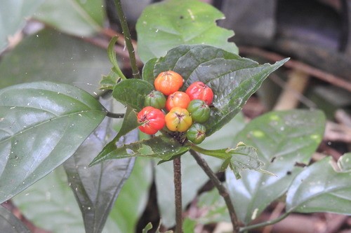 Tacca palmata - PictureThis
