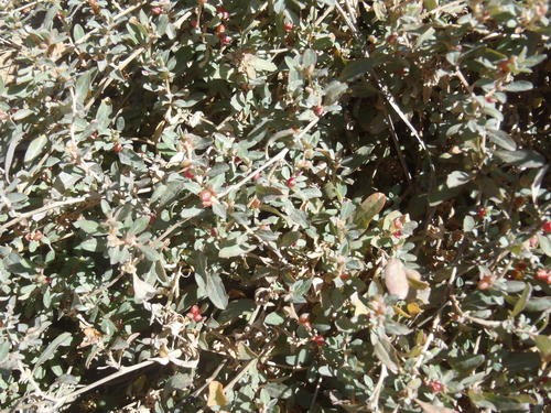 Atriplex semibaccata - PictureThis