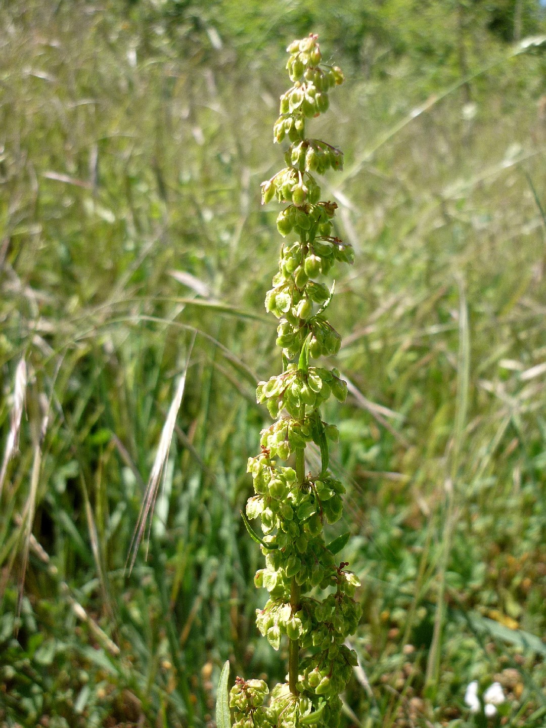 소리쟁이 (Rumex crispus) - PictureThis