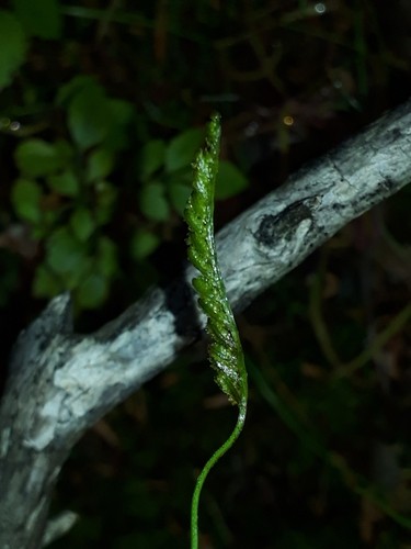 Curly-grass (Schizaeaceae) Flower, Leaf, Care, Uses - PictureThis