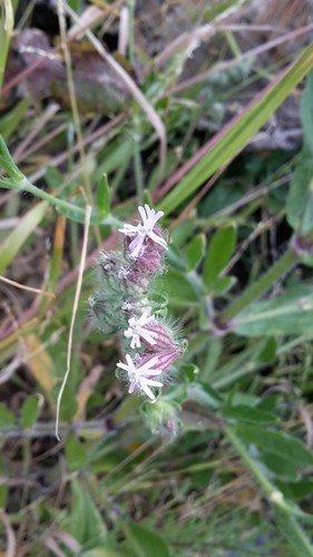 Silene disticha - PictureThis