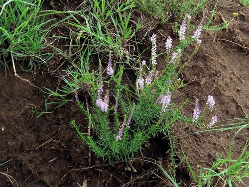 Selago geniculata - PictureThis