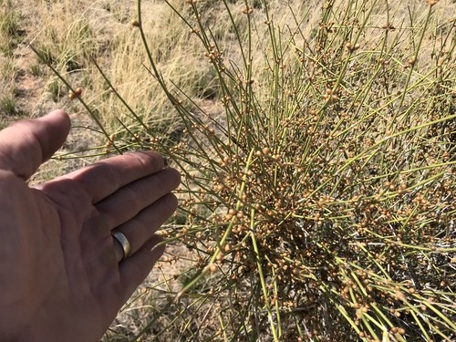 Longleaf jointfir (Ephedra trifurca) Flower, Leaf, Care, Uses - PictureThis