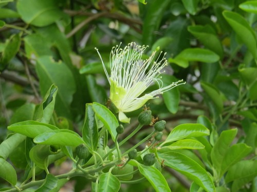 Capparis lucida - PictureThis