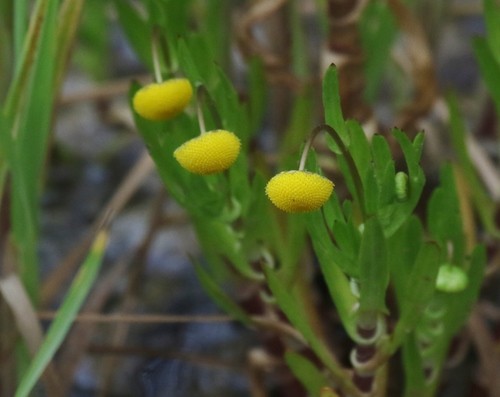 Cotula (Cotula coronopifolia) - PictureThis