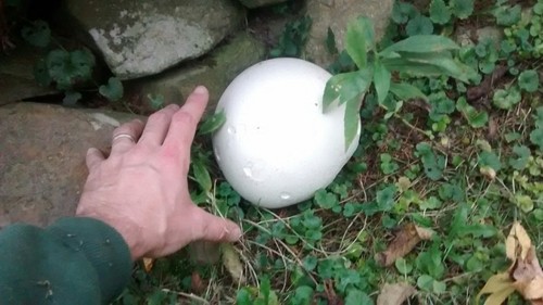Giant puffball (Calvatia gigantea) Flower, Leaf, Care, Uses - PictureThis