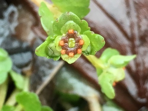 American golden saxifrage (Chrysosplenium americanum) Flower, Leaf ...